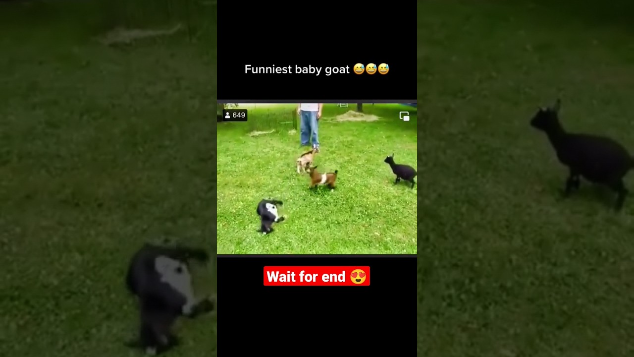Funniest Baby goad | Goad | #animals #animal #animallover - YouTube