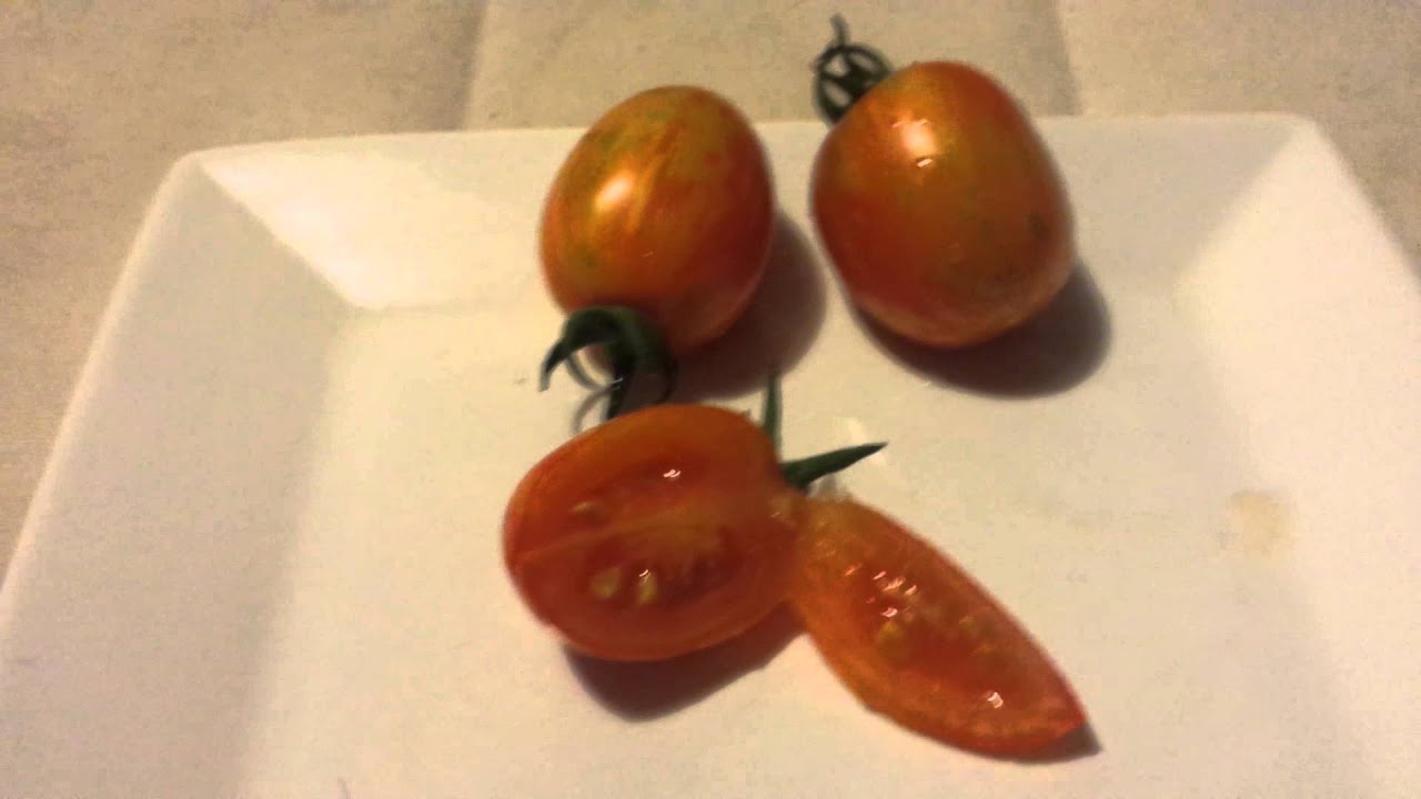 Tasting tomato variety Firecracker F1! It's salty! - YouTube