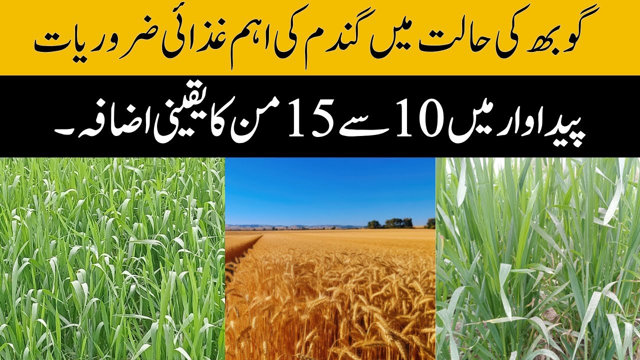 Boosting Wheat Growth: The Best Fertilizer Regimen for Booting Stage ...