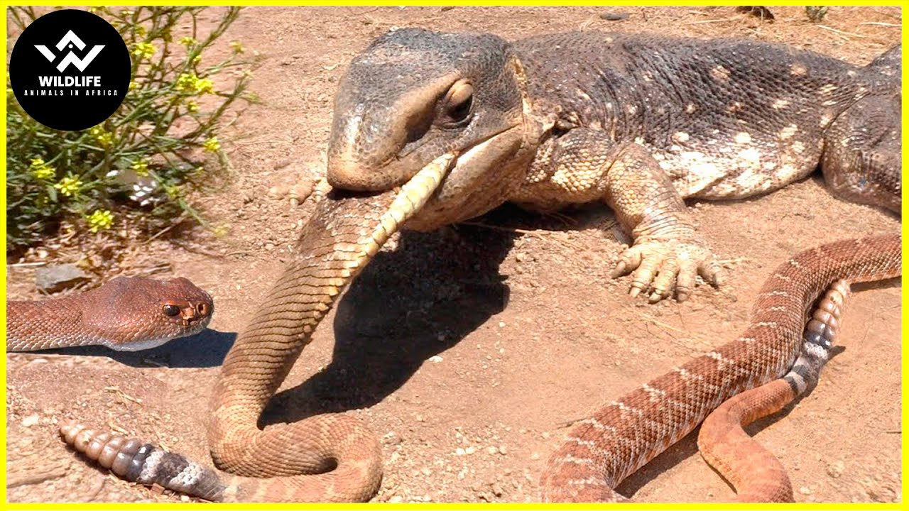 15 Amazing Moments Snake Battle Lizard | Wildlife Animals - YouTube