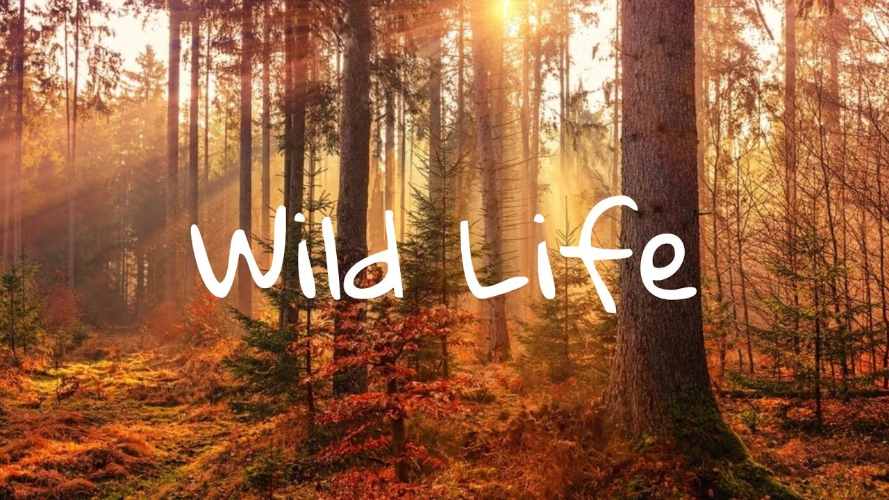 One Republic Wild Life Lyrics - YouTube