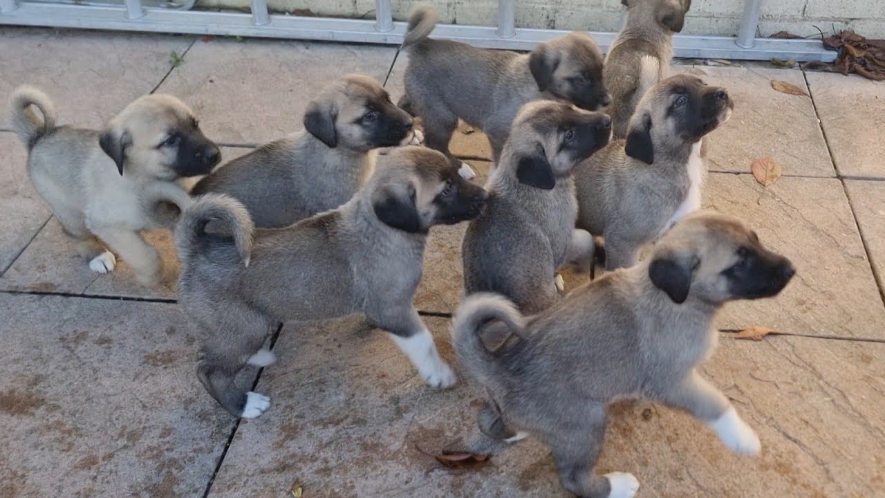 Feeding Our 6 Week Old Turkish Kangal Puppies - YouTube