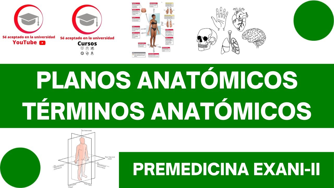 REPRESENTACIÓN DE PLANOS Y TÉRMINOS ANATÓMICOS | CLASE 21 DEL CURSO DE ...