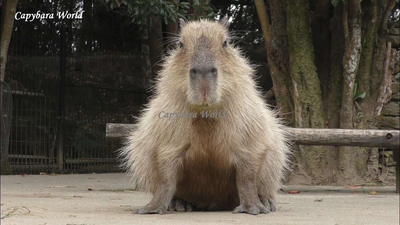 Amazing Capybara's Travels On a Snowy, Freezing Winter's Day - YouTube