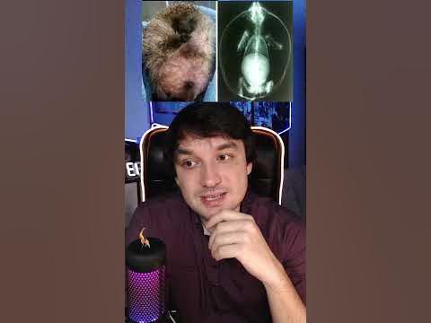 Ёжик - YouTube