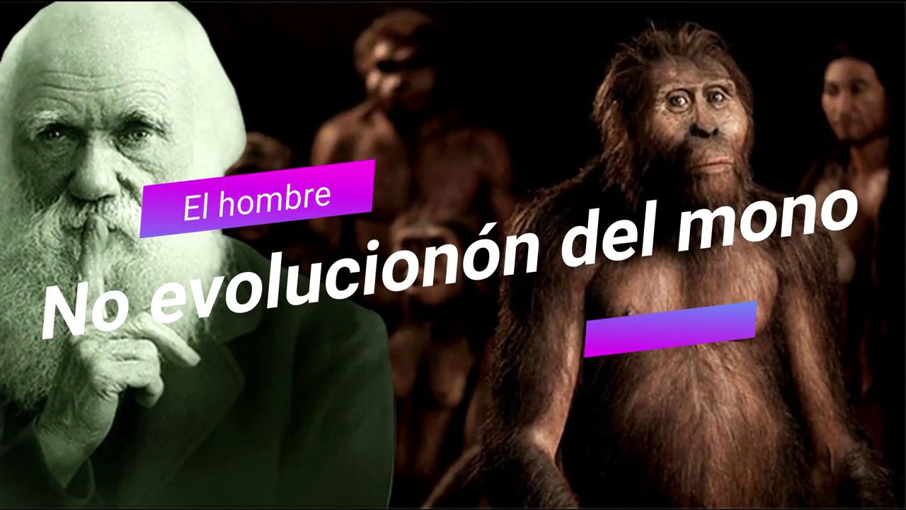 ¿El hombre no evolucionó del mono? (la verdadera evolución del hombre ...
