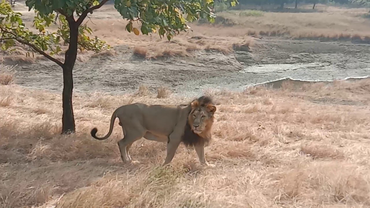 Devaliya Safari Park | devaliya park sasan gir | devaliyanationalpark ...