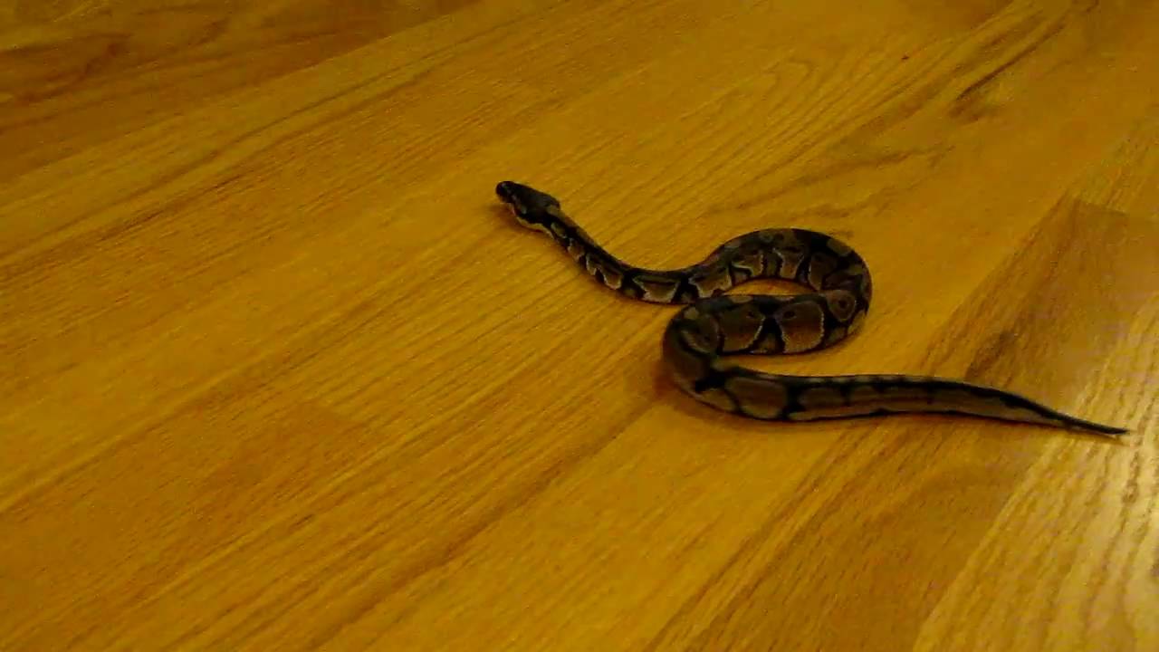 My snake just sliding around on the wood floor - YouTube