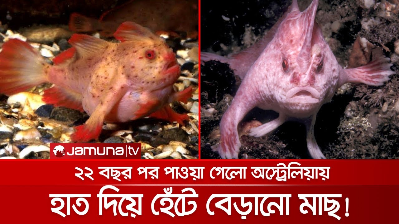 ২২ বছর পর দেখা মিললো সমুদ্রের তলদেশে হেঁটে বেড়ানো পিংক হ্যান্ডফিশের ...