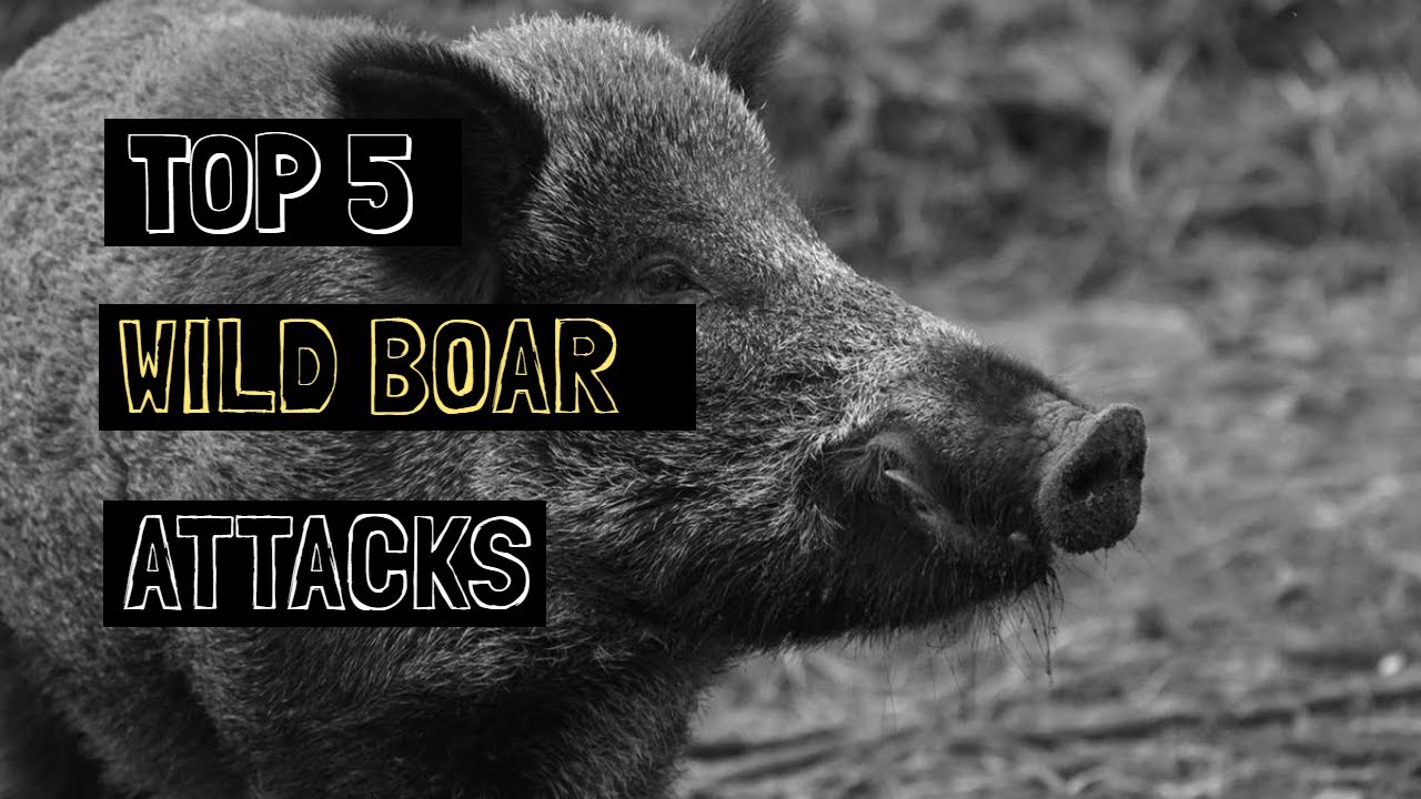 Top 5 Wild Boar Attacks in The World 2019 || Amazing Compilation of the Wild Boar Attacks 2019 ...