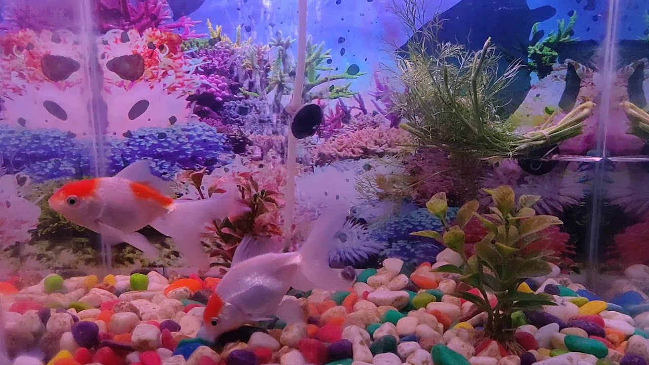 Most Beautiful Goldfish | Indian Goldfish | Goldfish - YouTube