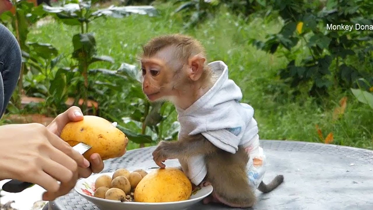 Donal Look Like Turtle When He Waiting Mom Feed Mango - YouTube