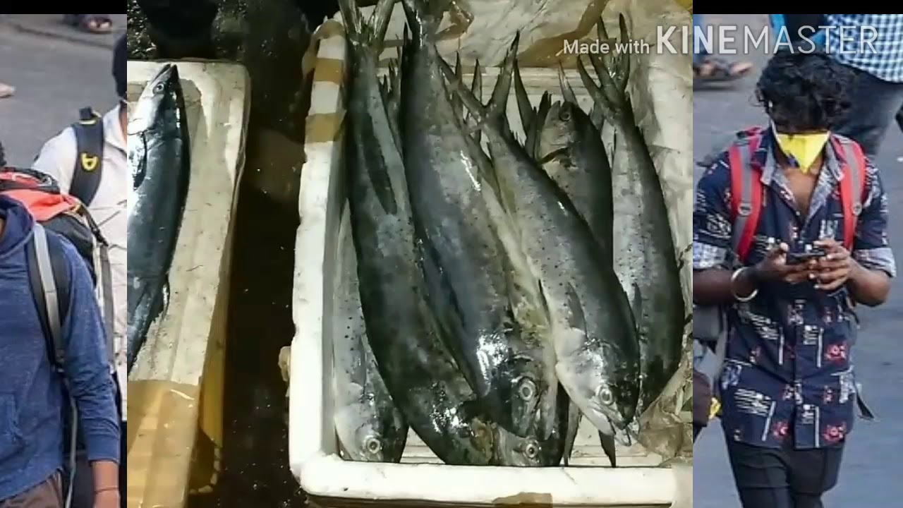 Last month Chennai vanagaram fish market ஒரு சிறப்பு பார்வை - YouTube