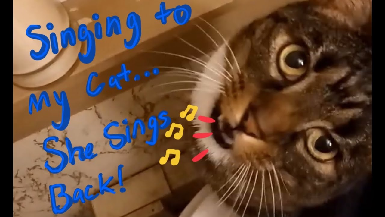 Singing to my Cat... She Sings Back! - YouTube