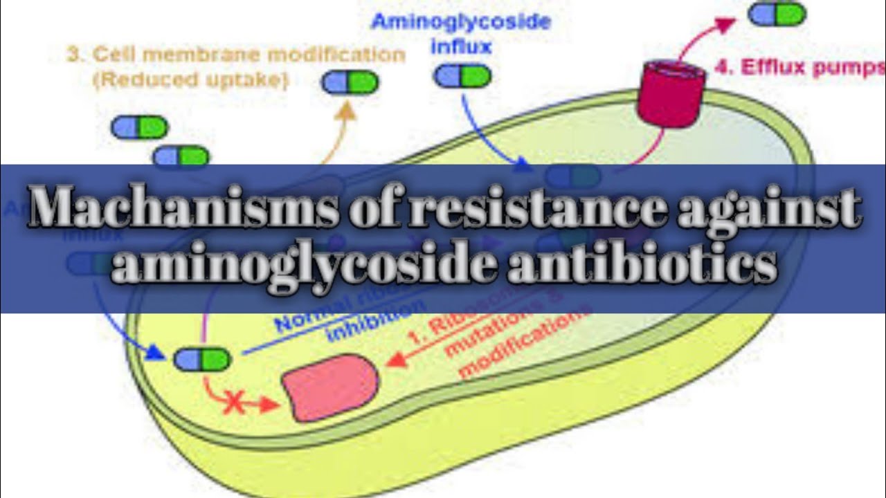 aminoglycosides (70S inhibitor) Antibiotic: Resistance: side effect ...