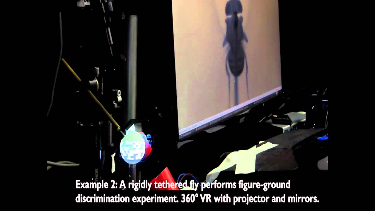 Reverse Engineering Animal Vision with Virtual Reality and Genetics ...