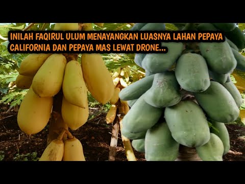 FAQIRUL ULUM MENAYANGKAN LUASNYA LAHAN PEPAYA MAS DAN PEPAYA CALIFORNIA ...