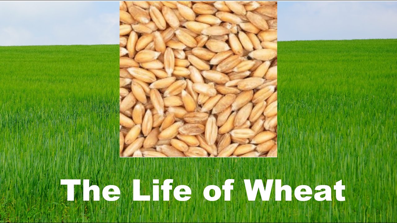 Wheat Life Cycle 101, How to Grow What Make Best Health Food Nutrition ...