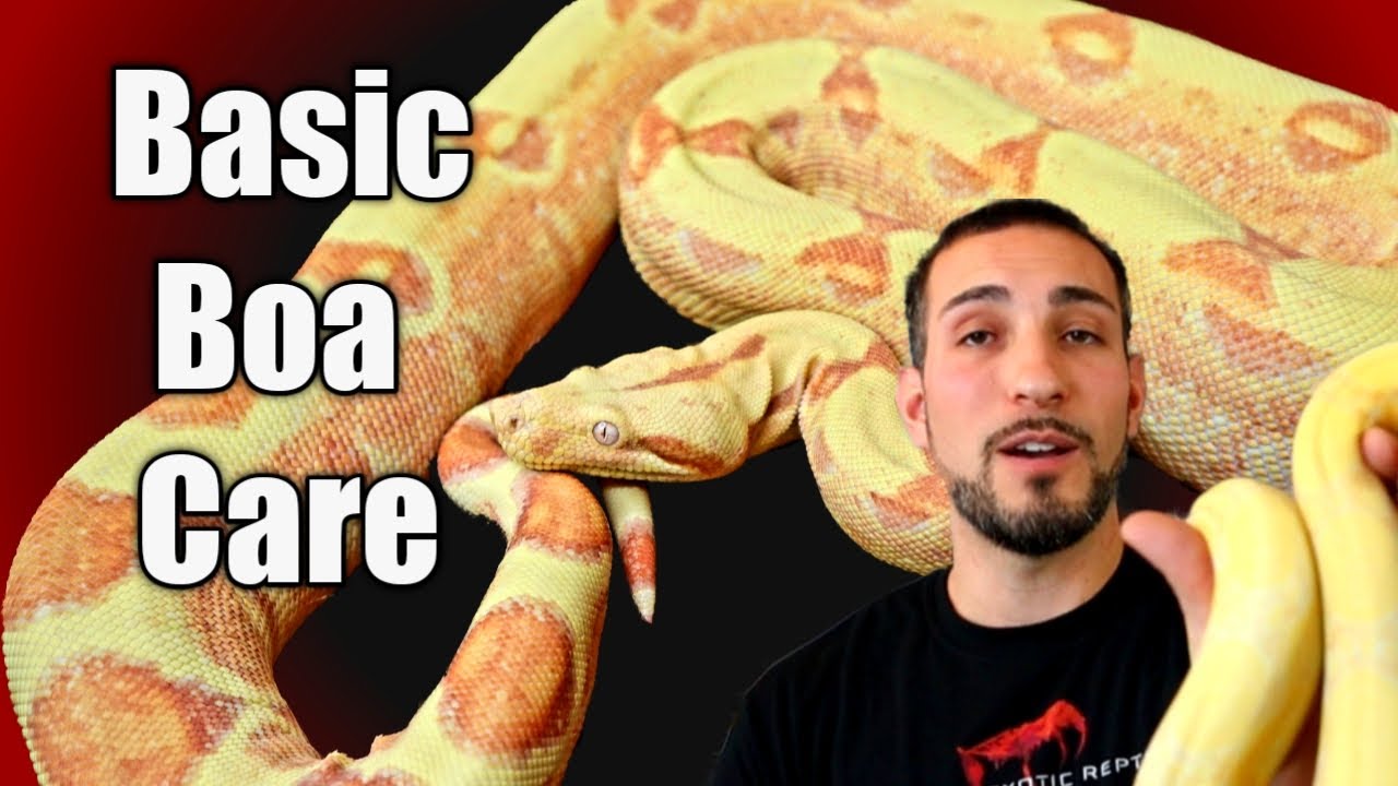 Basic Boa Care! - YouTube