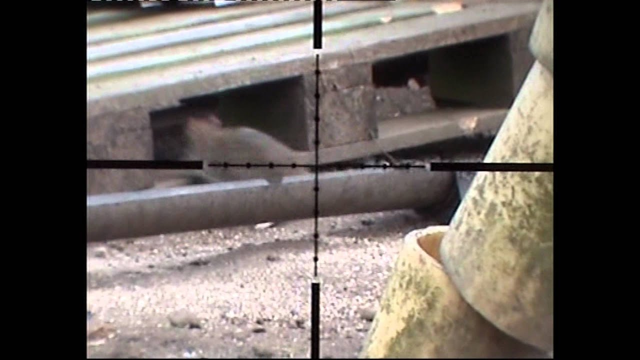 ratting with air rifles. - YouTube
