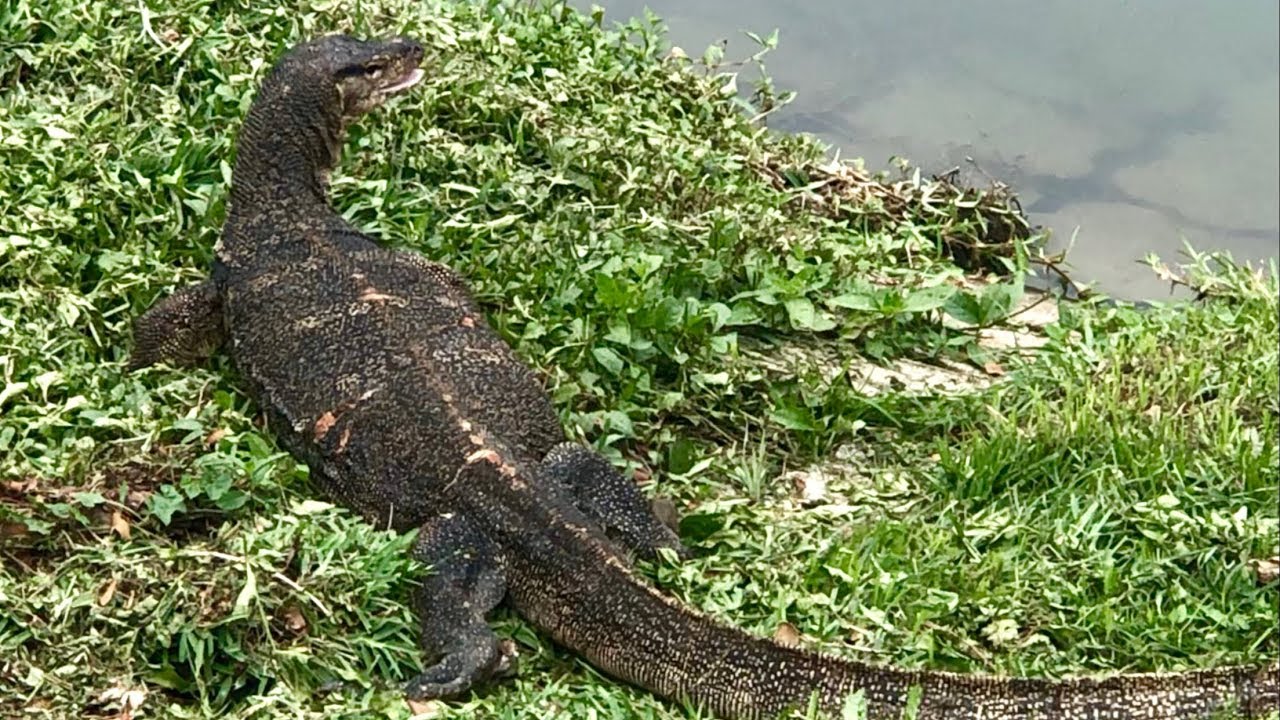 Giant Monitor Lizard At Kallang River - YouTube