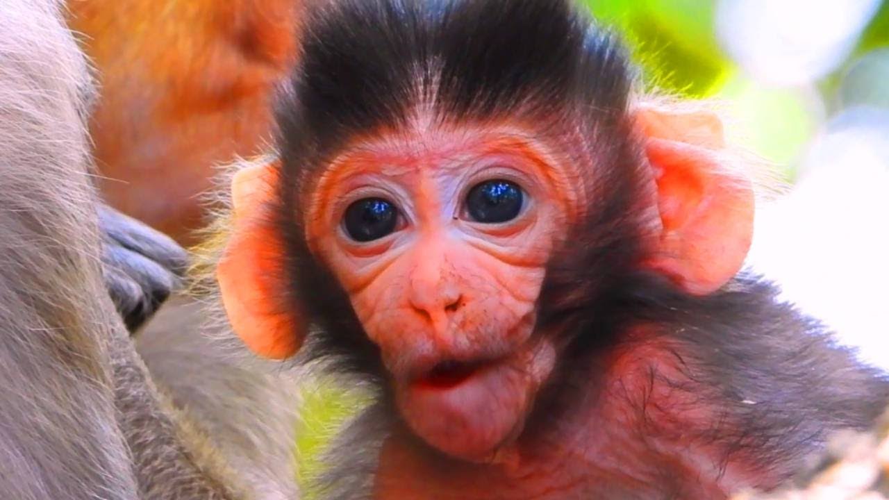 Amazing Monkey Mom Hacks For Raising Baby Monkeys! - YouTube