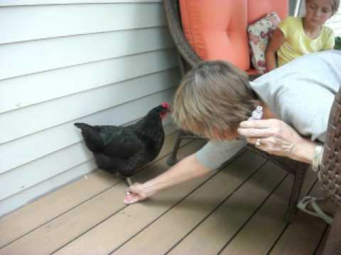 Painting chicken's toenails - YouTube