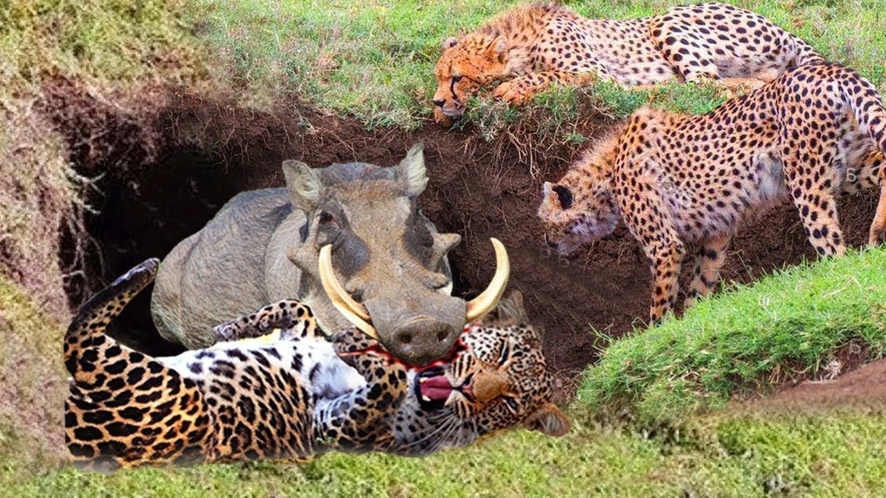 How a Mother Warthog's Ingenious Tactics Stunned a Leopard in the Wilds ...