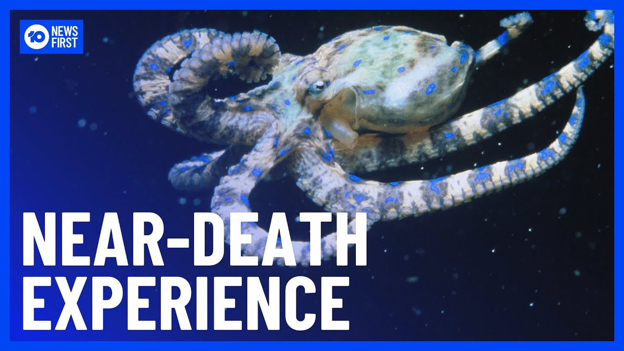 Man Spends Day In Coma After Bite From Blue Ringed Octopus | 10 News ...