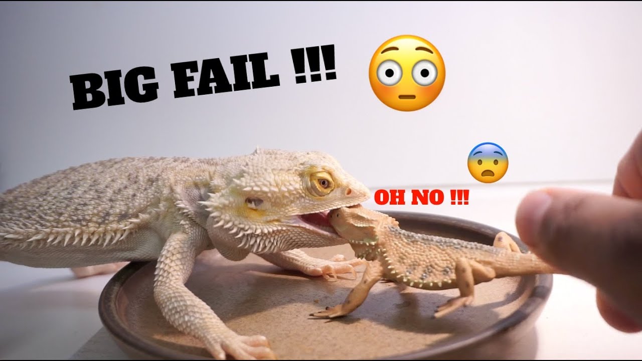 Pranking My Bearded Dragons Gone Wrong !! **Big Fail** - YouTube
