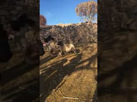 Yavrusunu Eline Alıp Ardından Tekme Savuran Kadına Uçan Kafa Atan Koyun