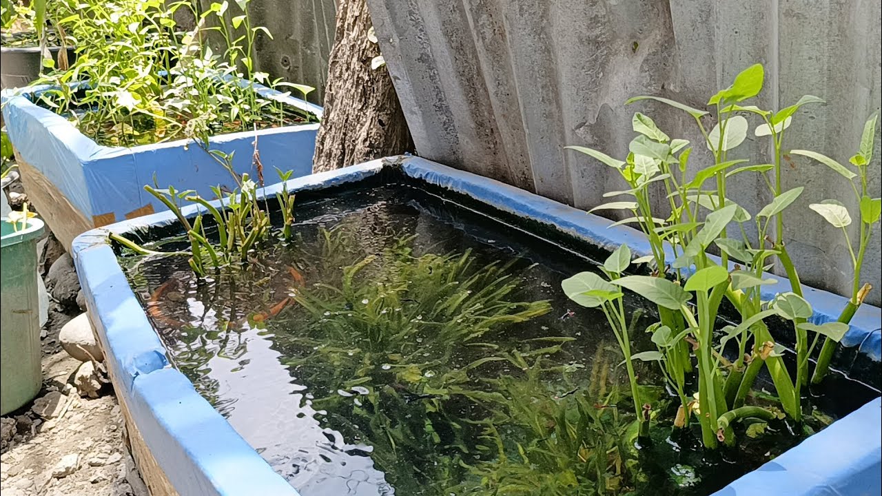 Backyard mini fish farm, Natural breeding - YouTube
