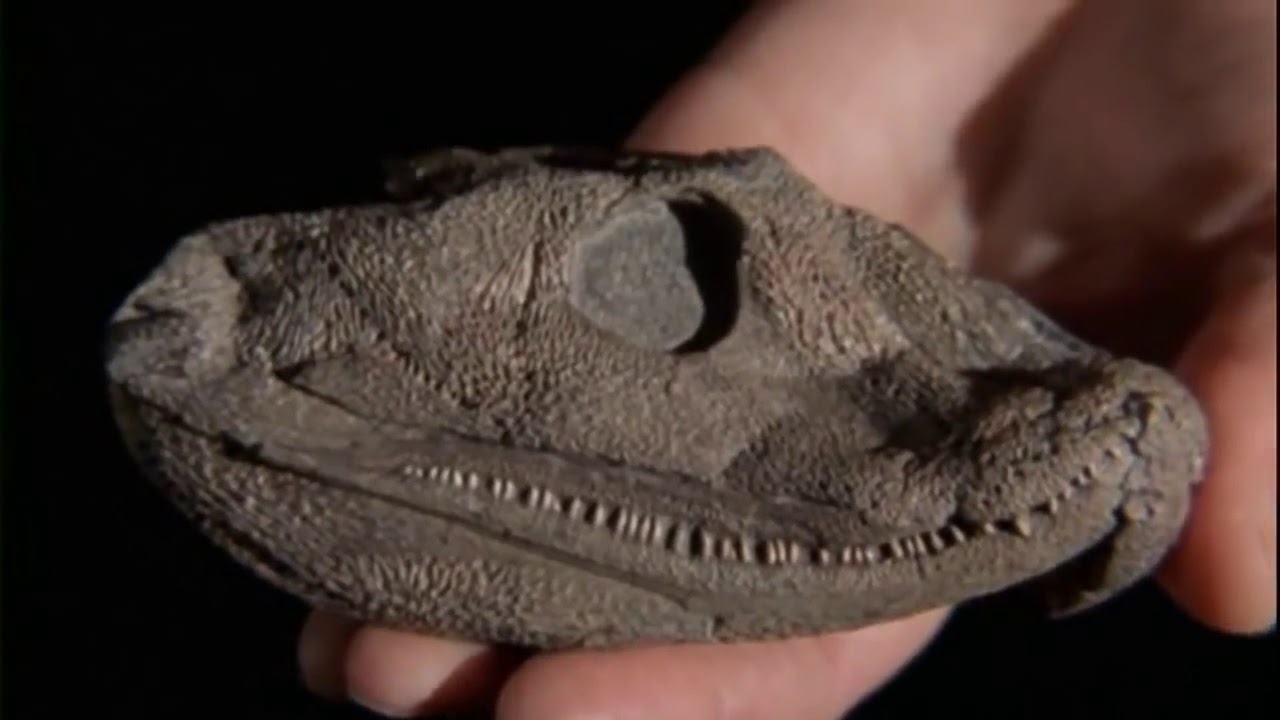 Tetrapod Evolution - YouTube