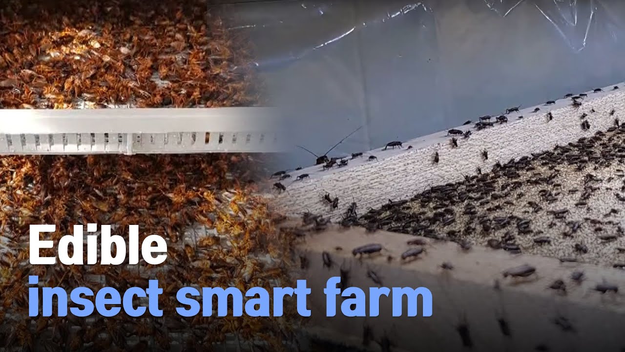 Edible insect smart farm - YouTube