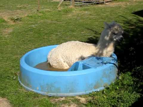 Alpaca in paddling pool - YouTube