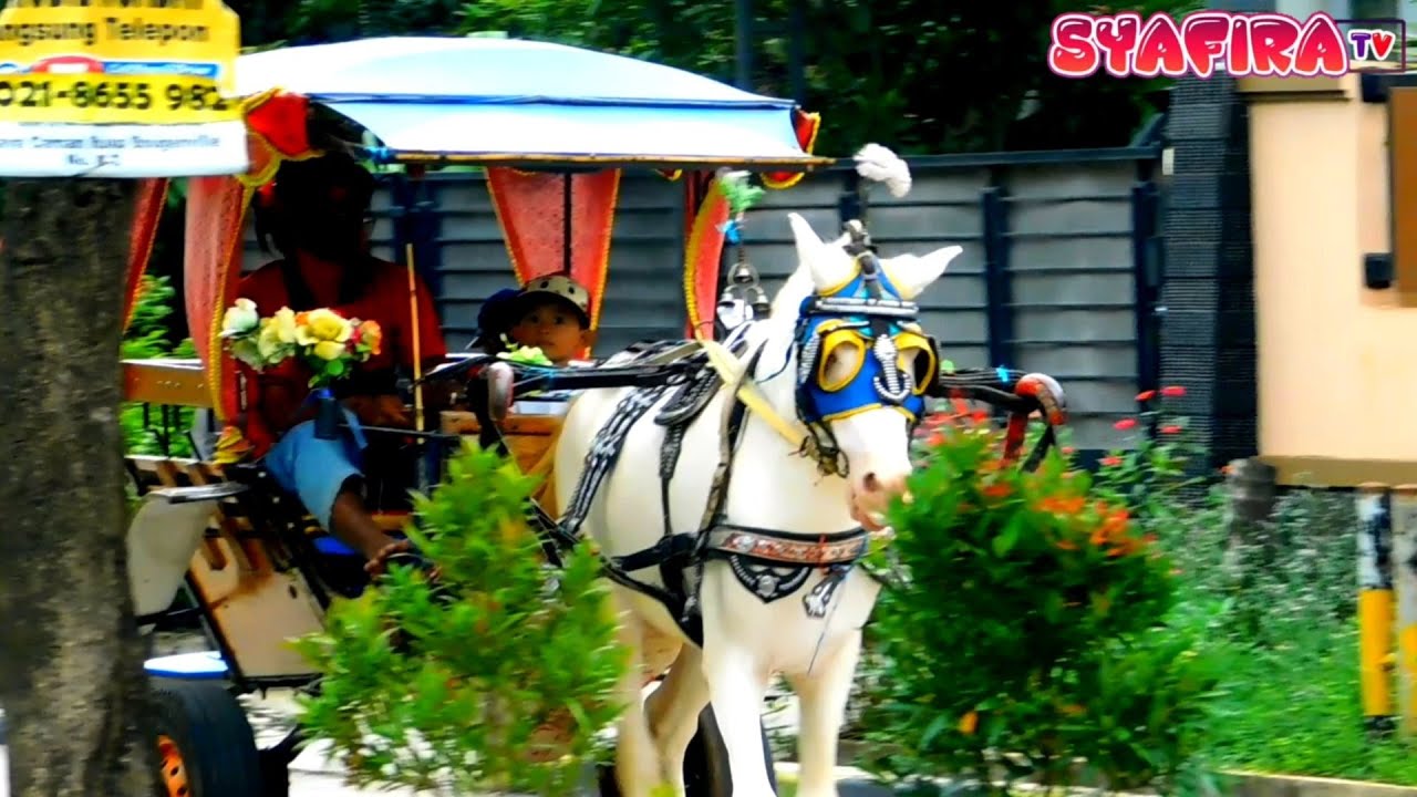Kuda delman putih cikunir || horse || horses || andong || dokar ...