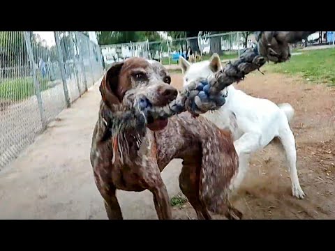 GSP Ready To Fight After Jumped On By Husky At Dog Park - YouTube