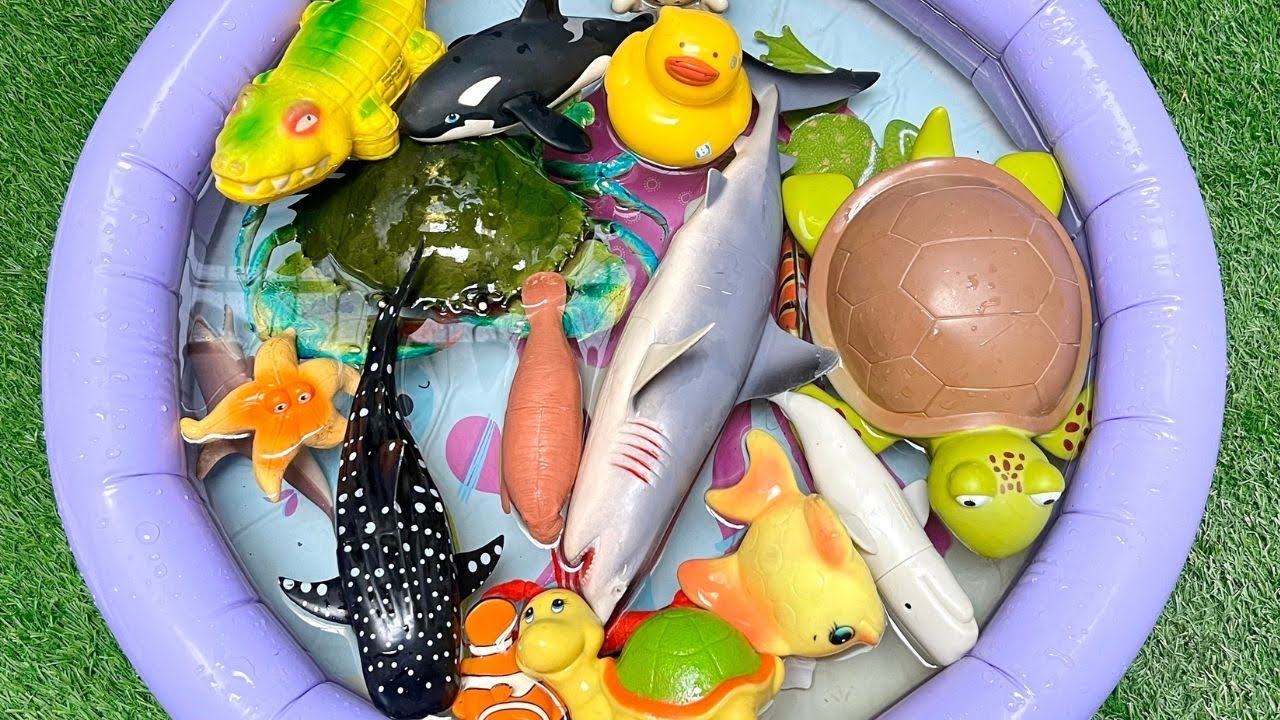 Preschool Ocean Discovery | Simple Sea Creatures for Kids - YouTube