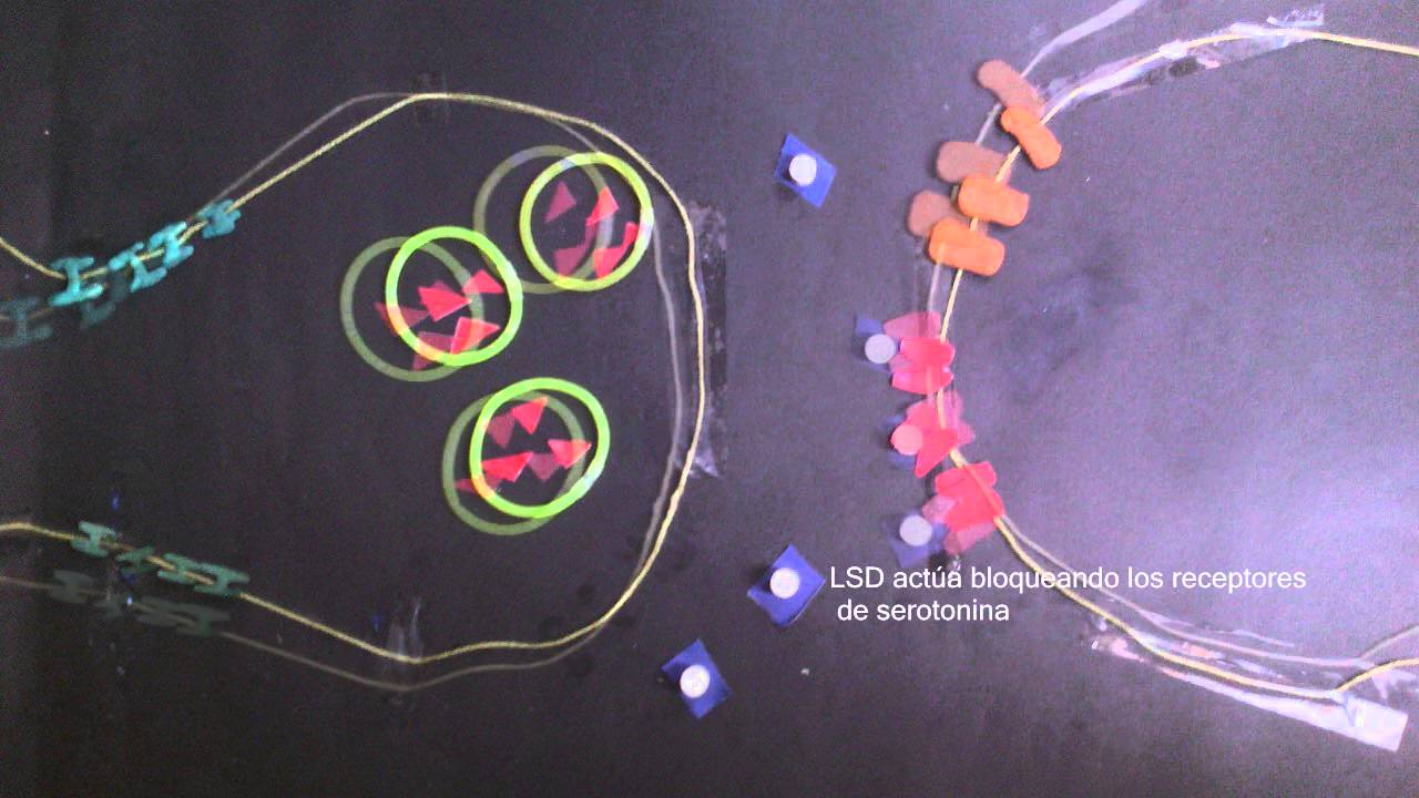 EFECTO DE LA LSD EN LA SINAPSIS - YouTube