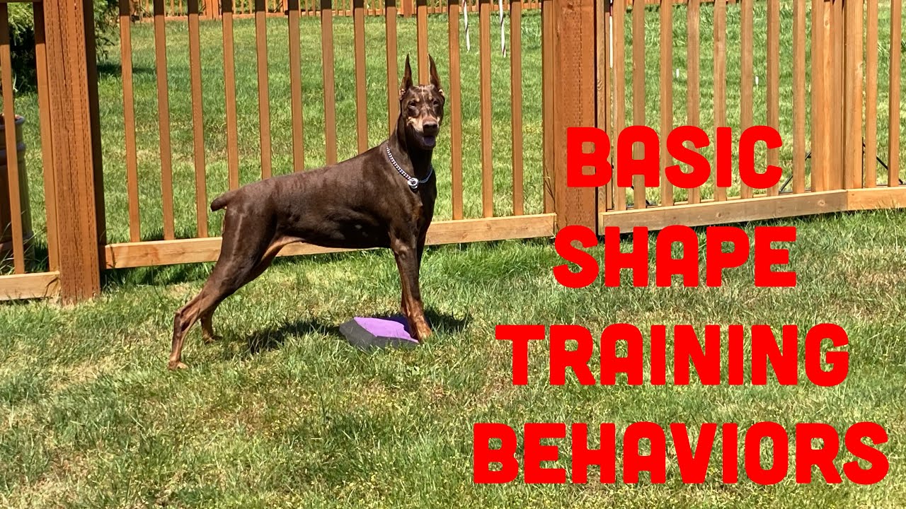 How to Train the Basic Shape Training Behaviors - YouTube