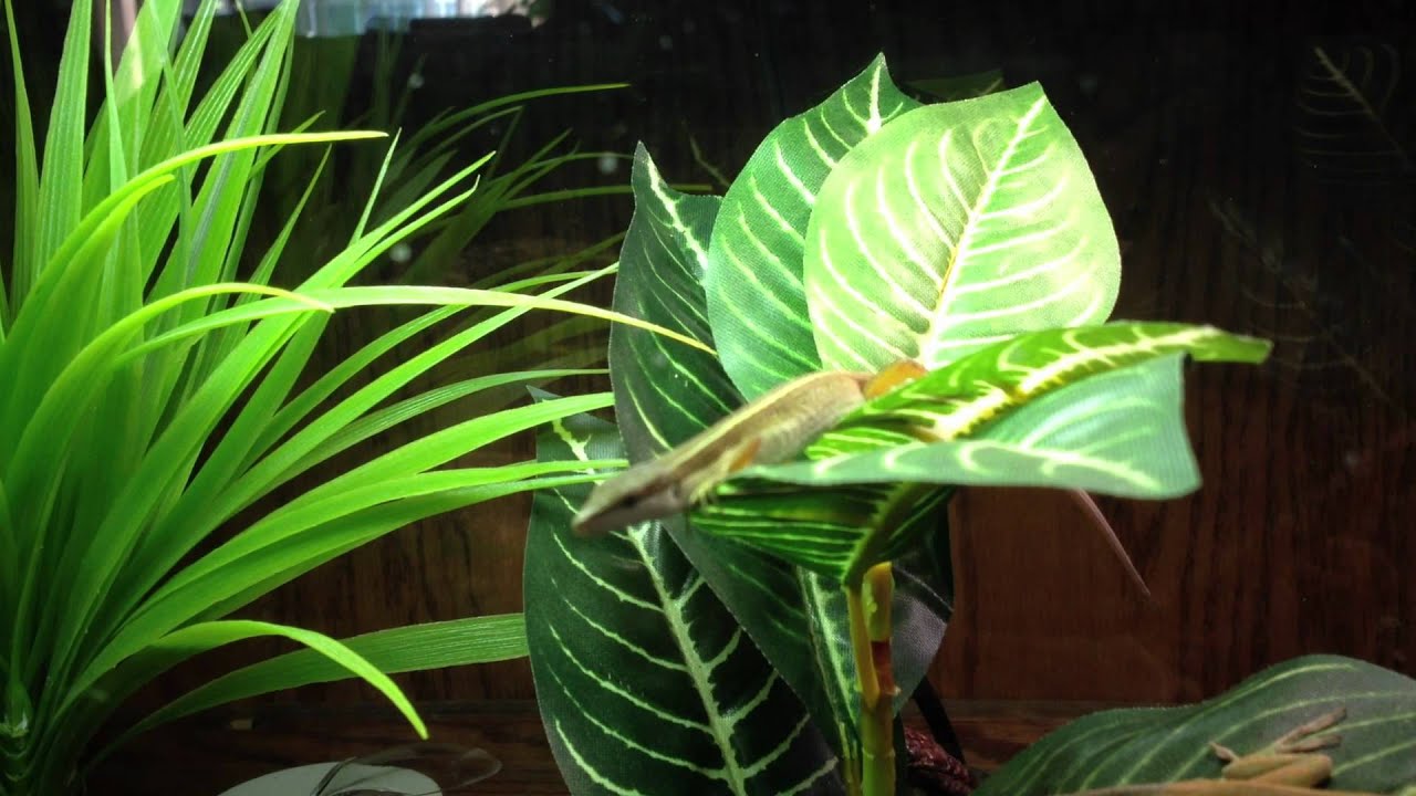 long-tail lizard tank - YouTube