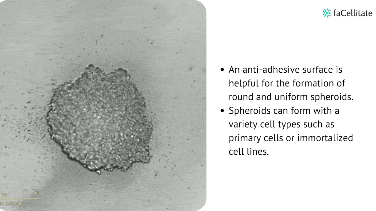 Introduction to spheroid | 3D in structure | primary cells ...