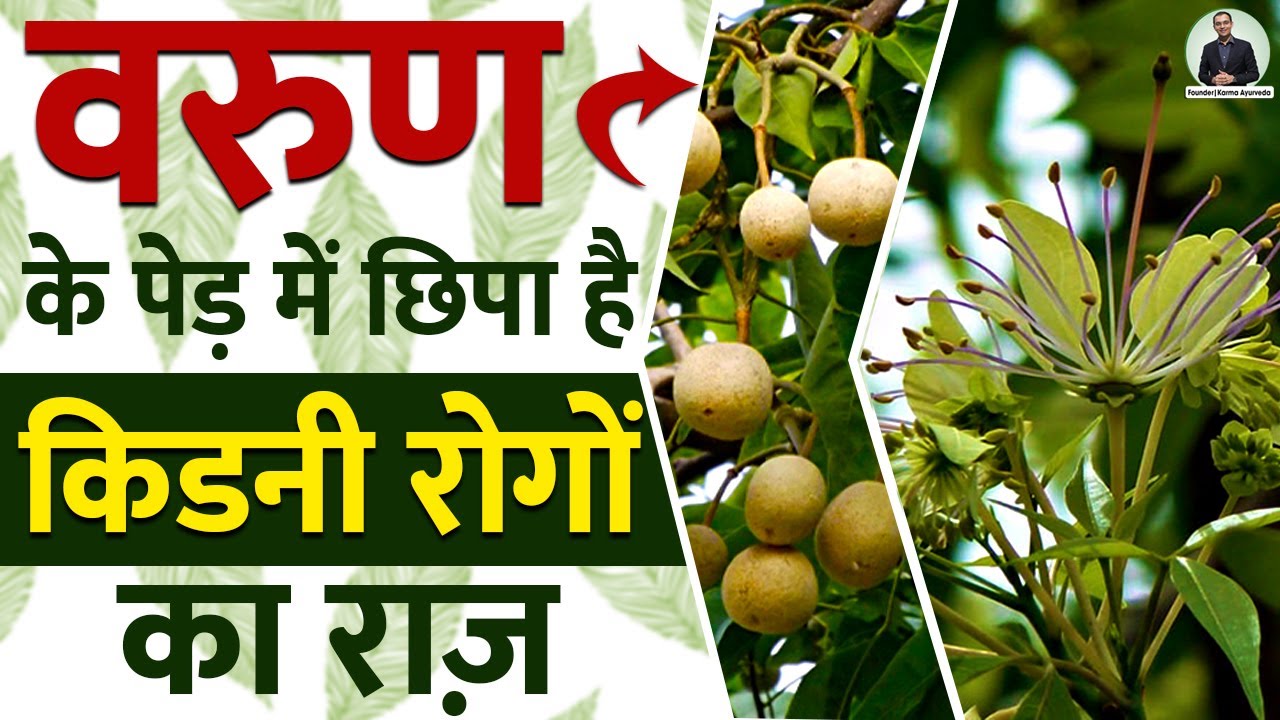वरुण के पेड़ में छिपा है किडनी रोगों का राज़ Varuna Tree - Herb Uses ...