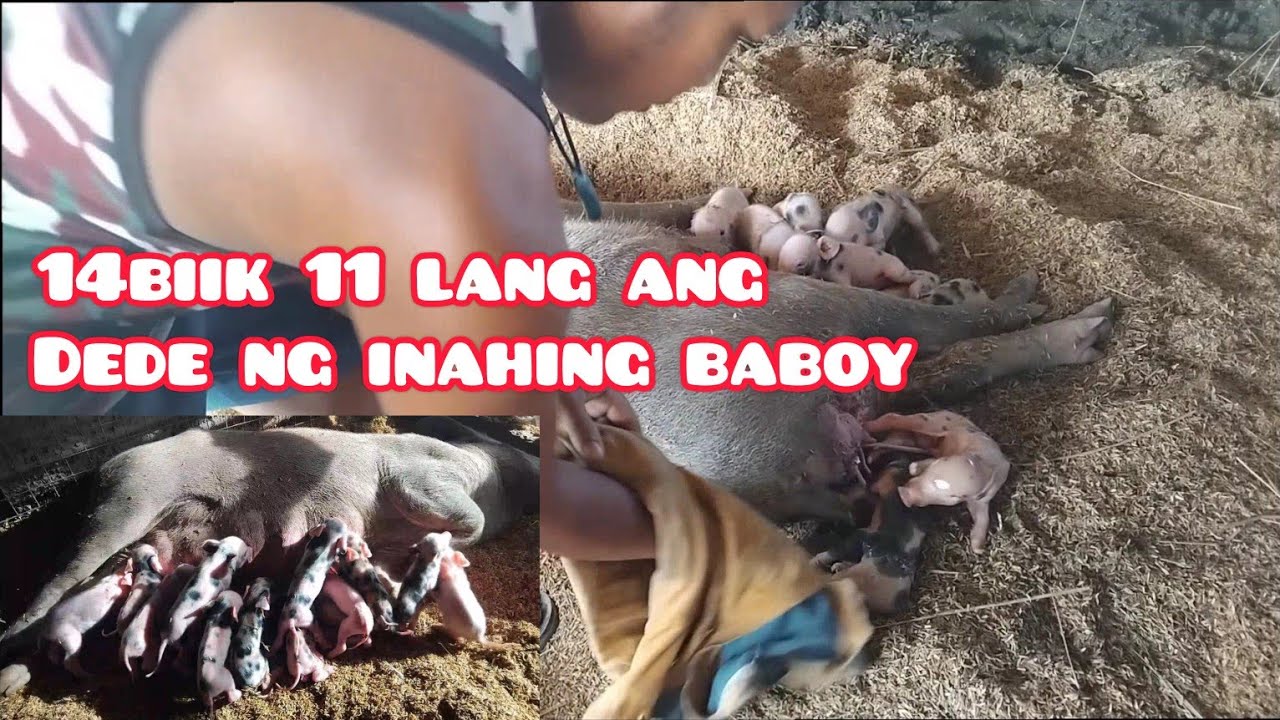 14 BIIK 11 LANG ANG DEDE NG INAHING BABOY - YouTube