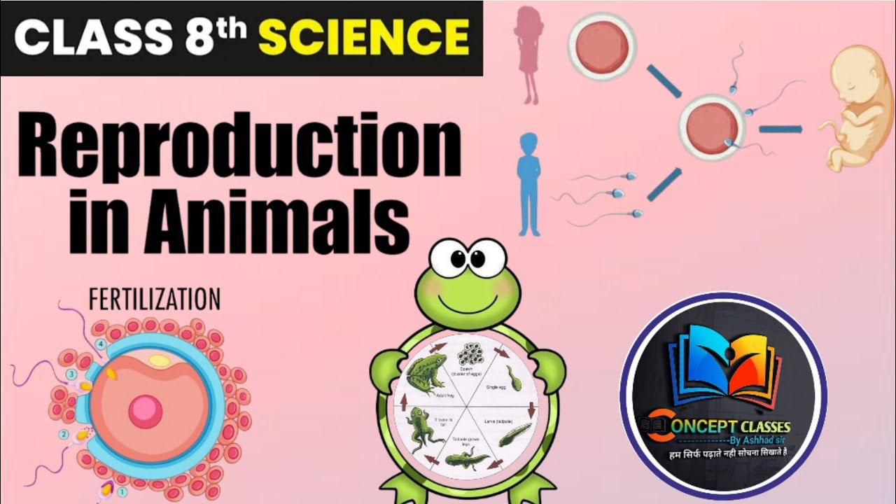 Reproduction in Animal in One Shot |Science Class 8 |#science #video # ...