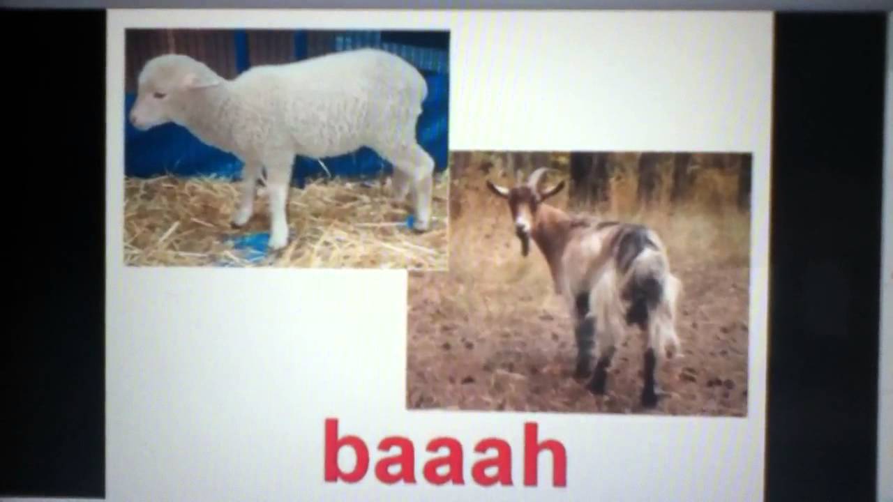 Animals speaking - YouTube