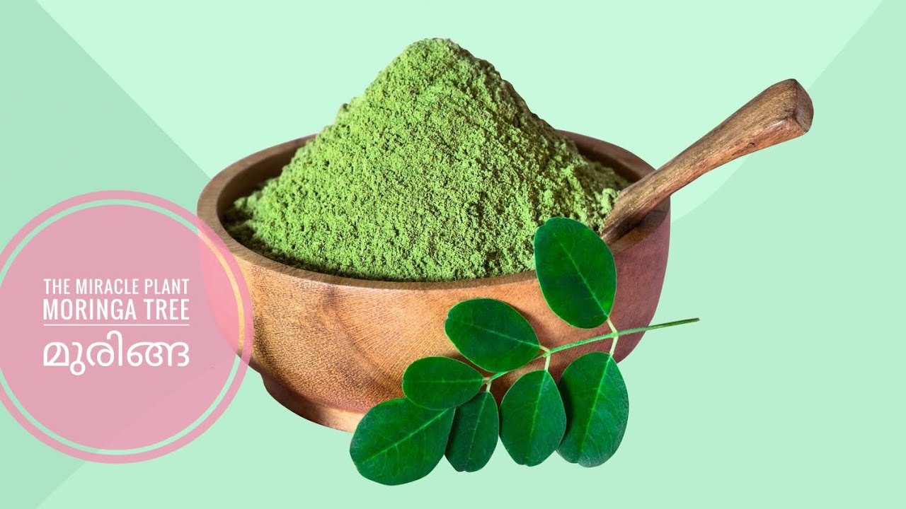 Moringa Tree |മുരിങ്ങ:17 times more calcium than milk, 25 times more ...