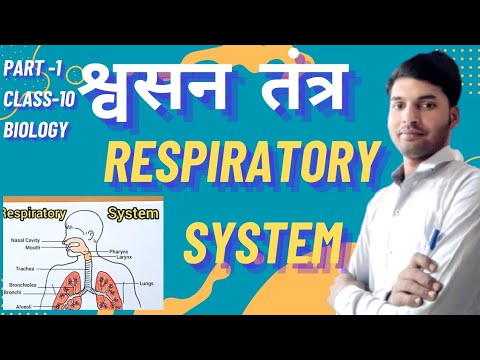 How Your Lungs ACTUALLY Work (Animated Science) - YouTube