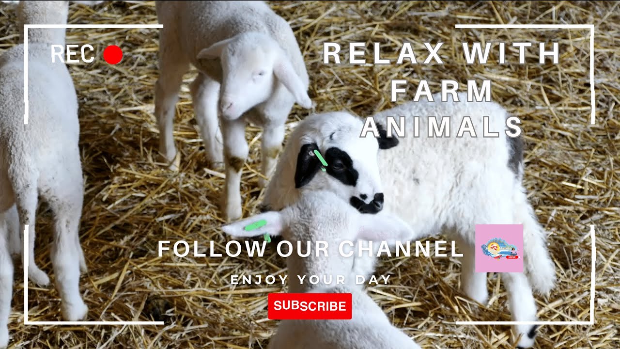 Relax with Farm Animals| Relaxation video| Visual mindfulness practice ...