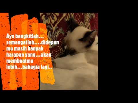 Kisah sedih  kucing   yang paling dramatis di dunia